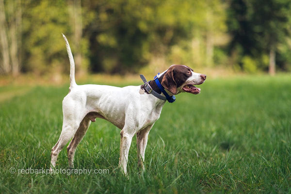 Bird Dog Breeds - Red Bark Shop